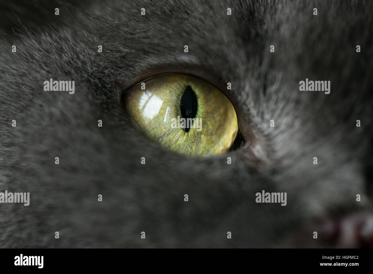 feline eye, black cat Stock Photo - Alamy