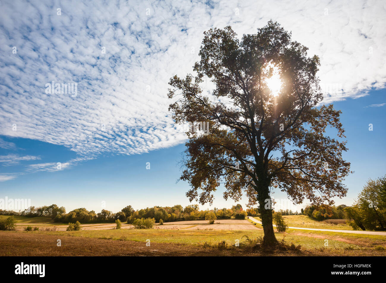 Country landscape with tree, blue sky and clouds. And the Sun filtering ...