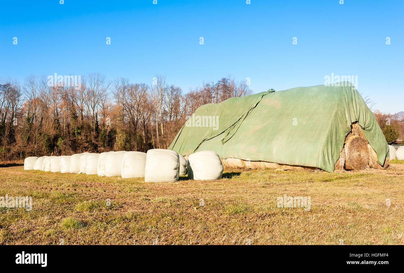 Round Bales of straw stored in a provisional barn Stock Photo - Alamy