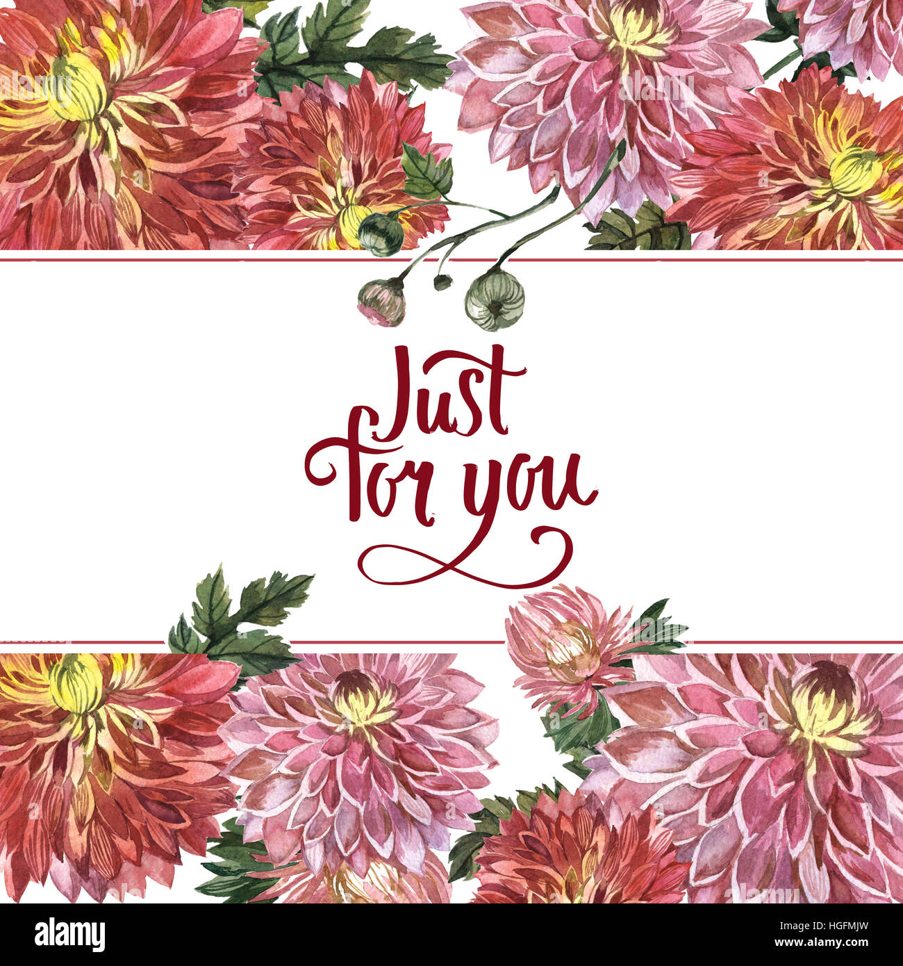 Wildflower aster flower frame in a watercolor style isolated Stock ...