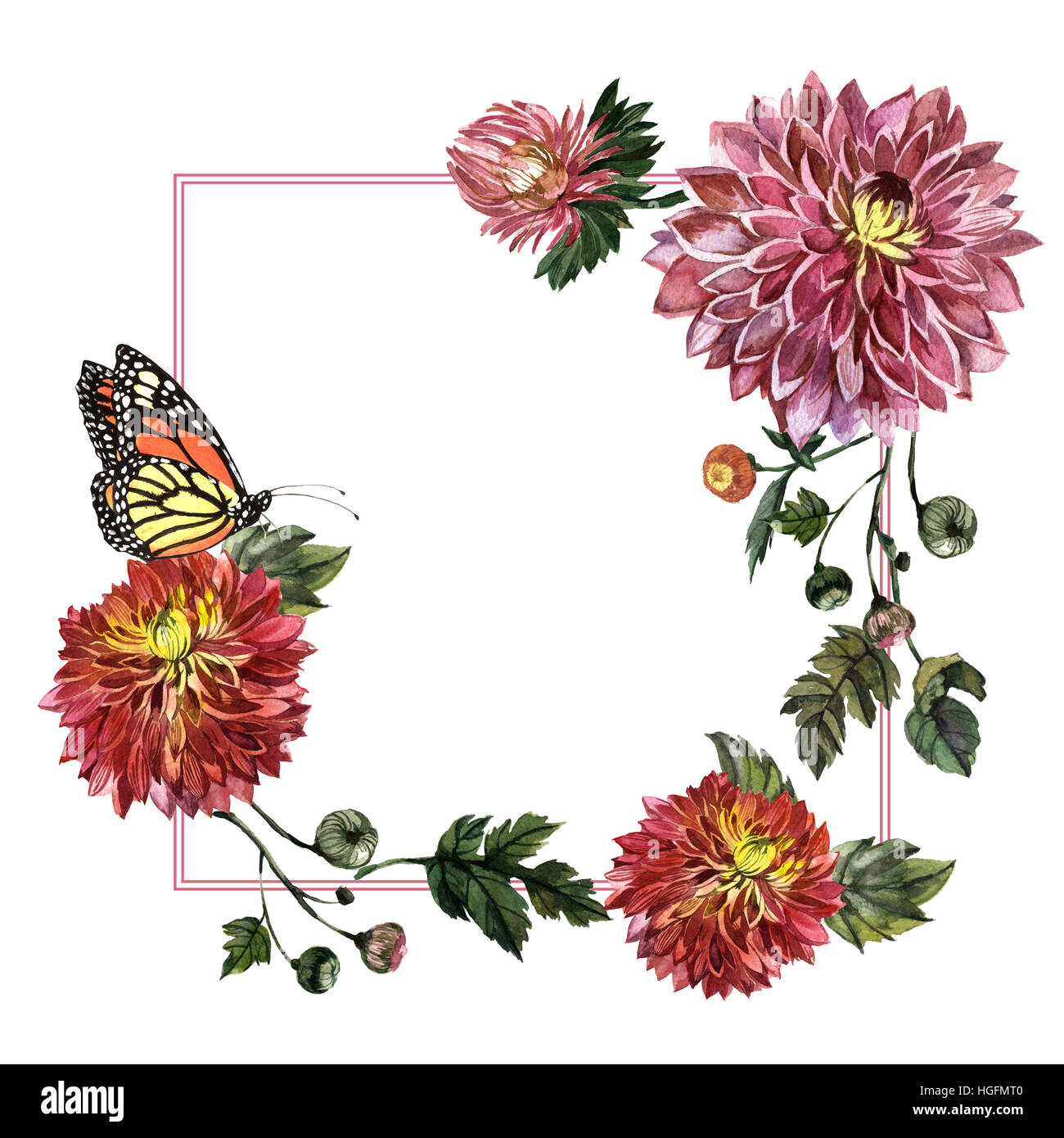 Wildflower aster flower frame in a watercolor style isolated Stock ...