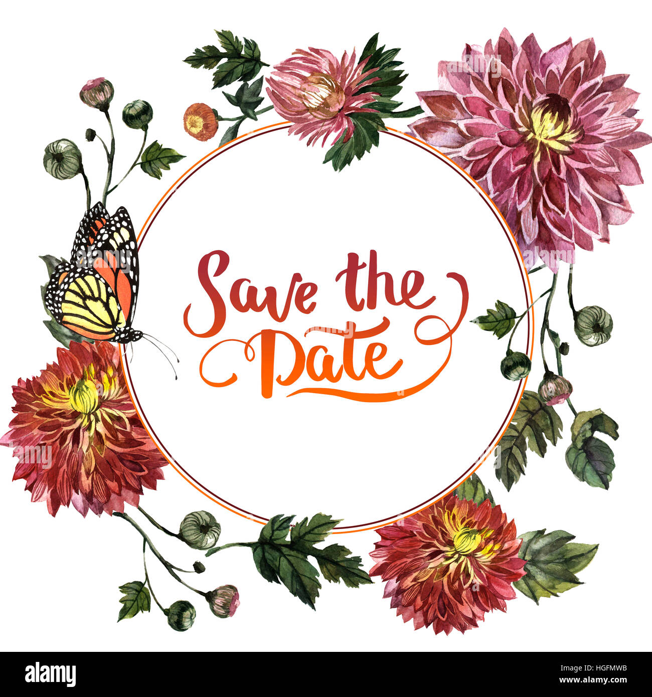 Wildflower aster flower frame in a watercolor style isolated Stock ...