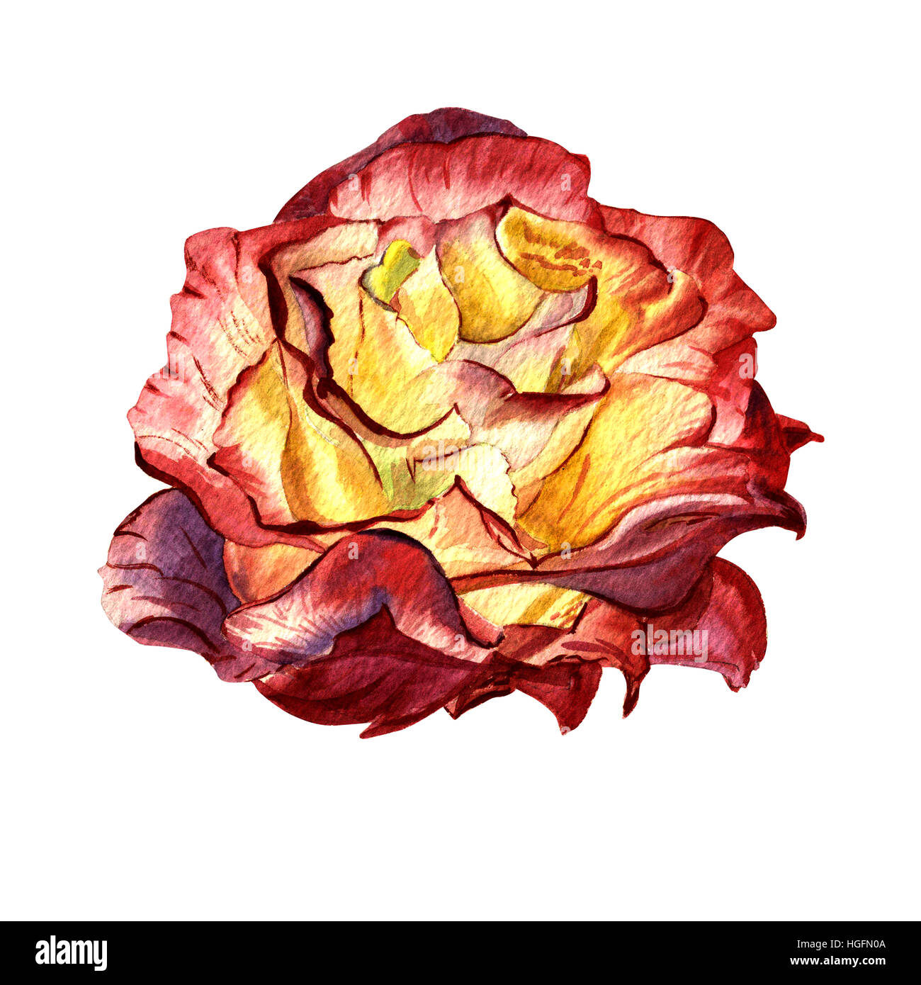 Wildflower rose flower in a watercolor style isolated Stock Photo - Alamy