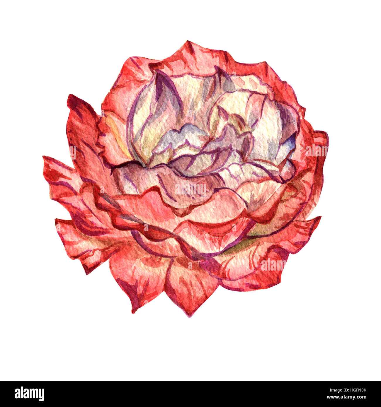 Wildflower rose flower in a watercolor style isolated Stock Photo - Alamy