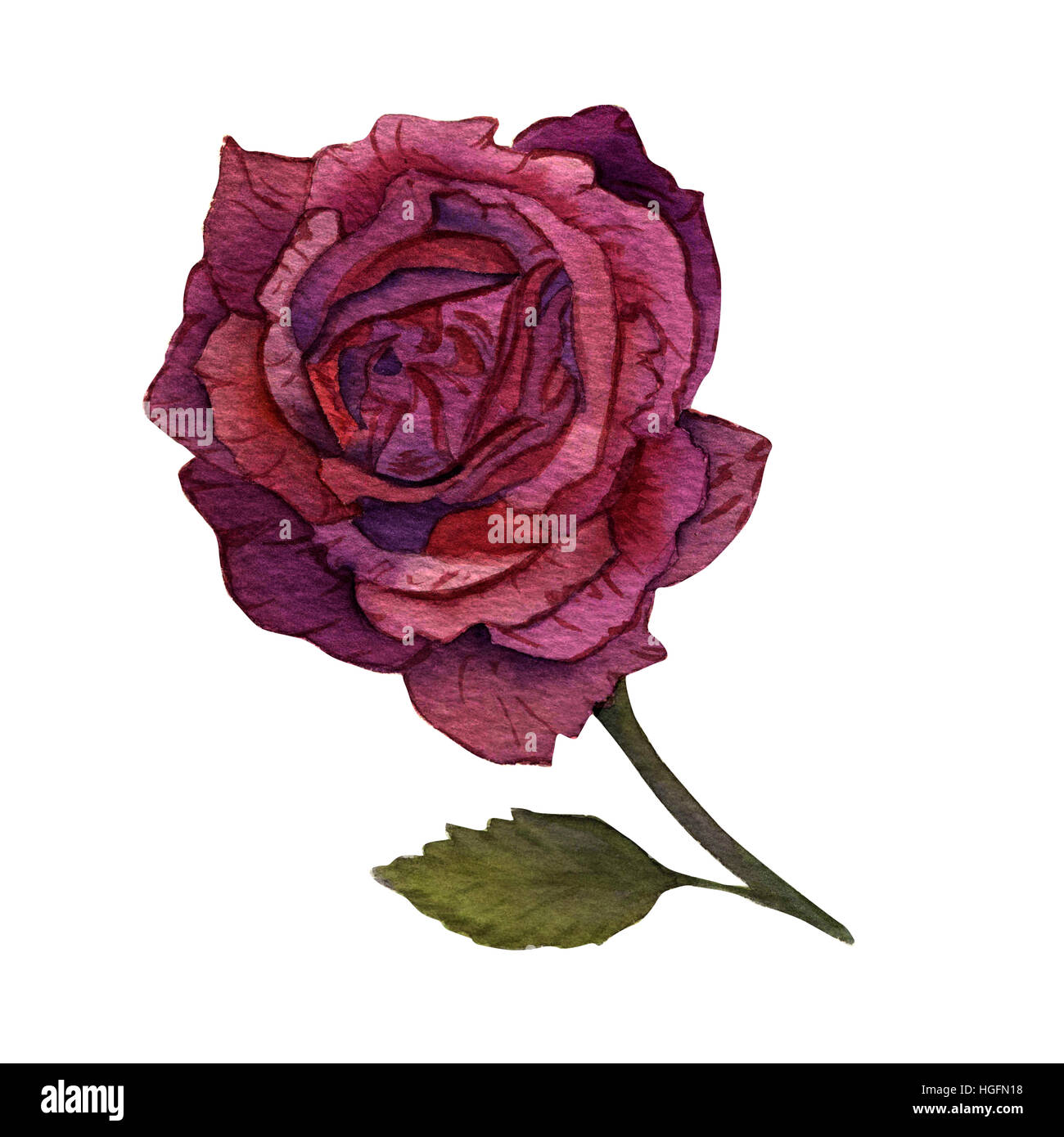 Wildflower rose flower in a watercolor style isolated Stock Photo - Alamy