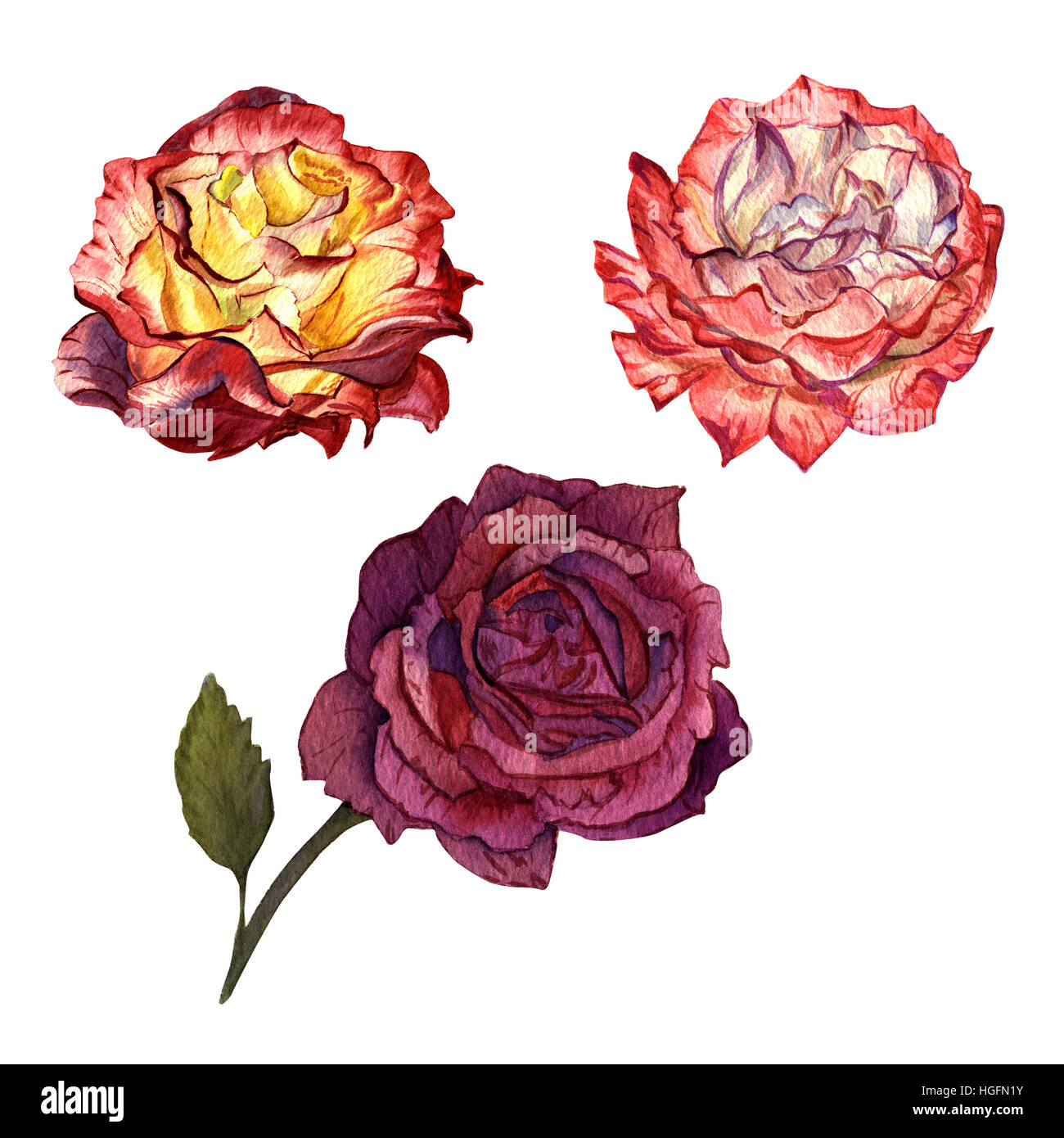 Wildflower rose flower in a watercolor style isolated Stock Photo - Alamy