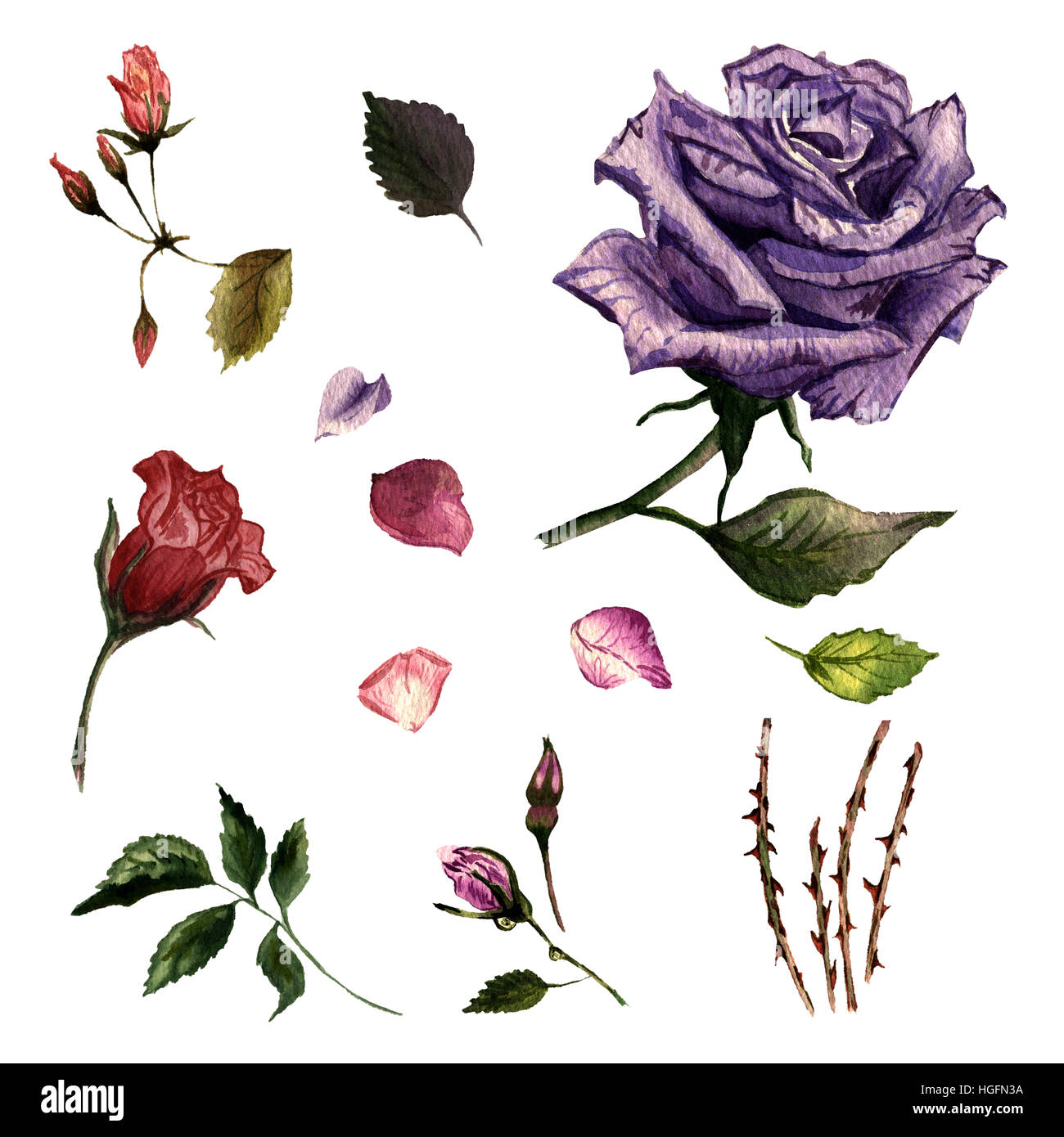 Wildflower rose flower in a watercolor style isolated Stock Photo - Alamy