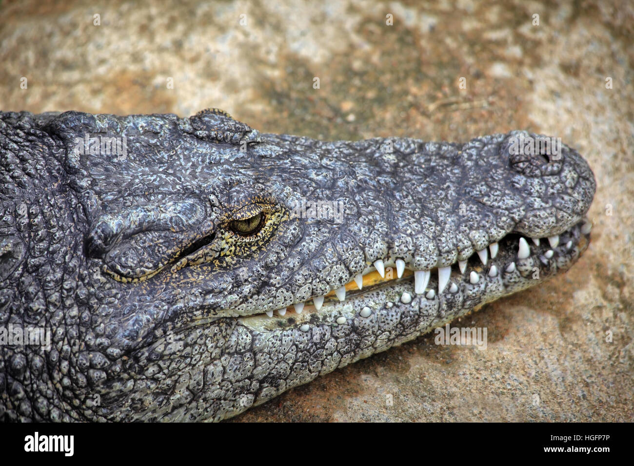 Crocodiles In A Crocodiles Farm Stock Photo - Alamy