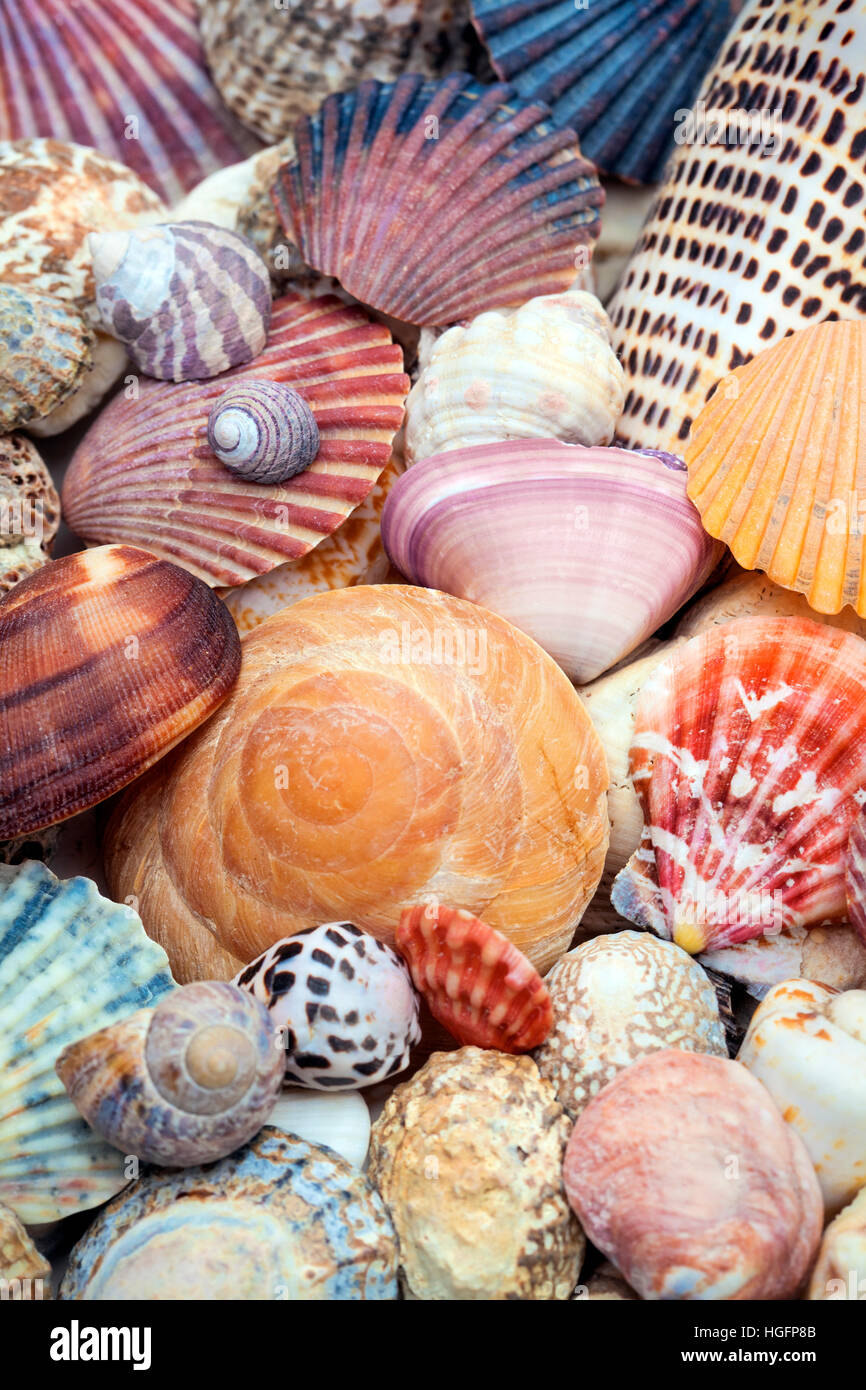 Variety of colorful sea shells closeup, marine background Stock Photo ...