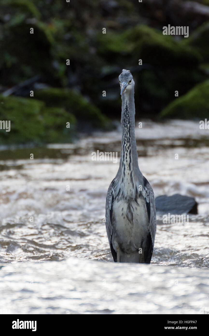 Waiting for dinner Stock Photo - Alamy