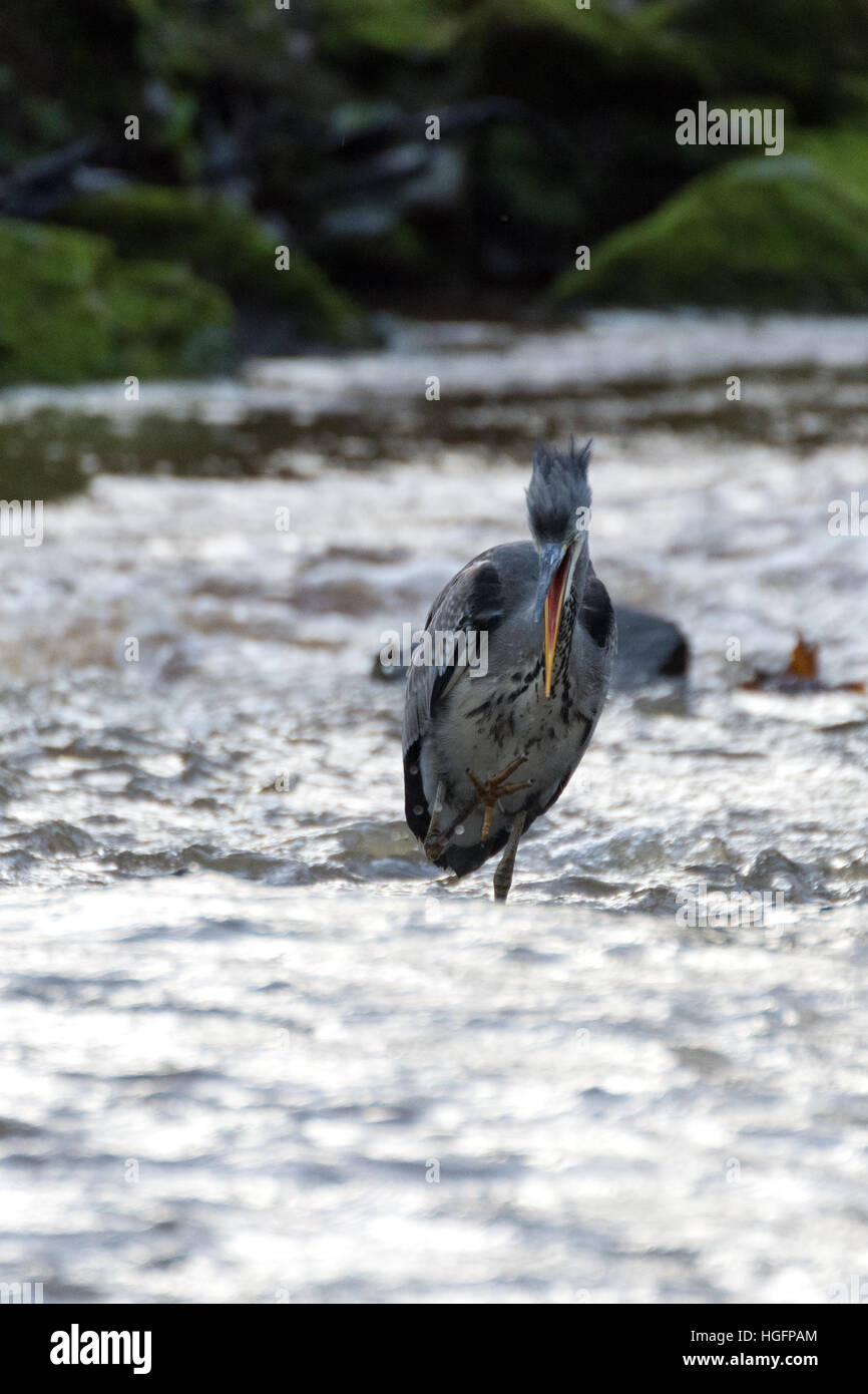 Waiting for dinner Stock Photo - Alamy