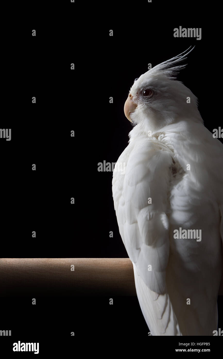 Lutino cockatiel hi-res stock photography and images - Alamy