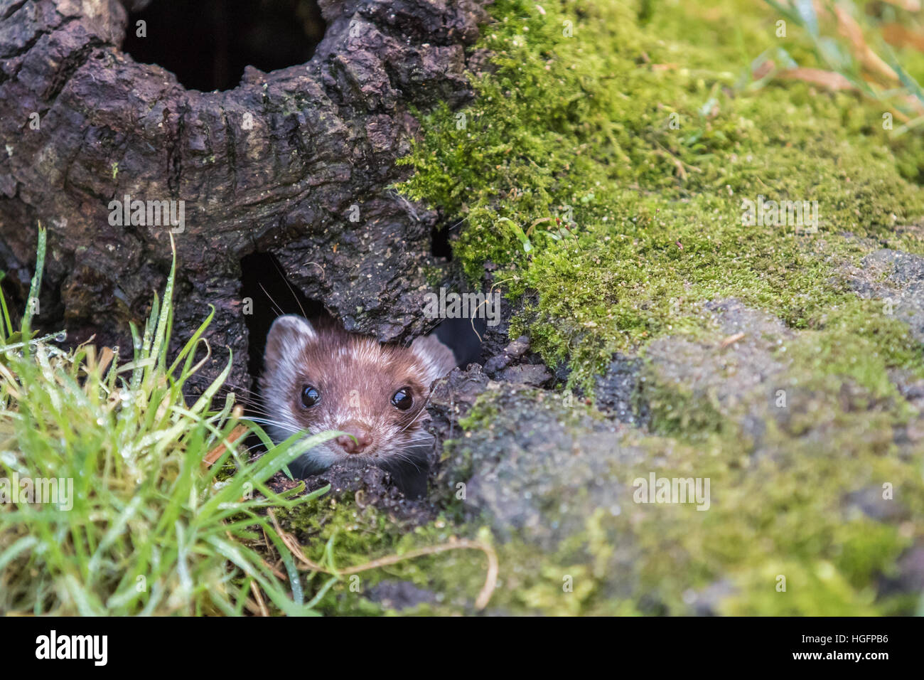 Stoat (mustela erminea) turning Ermine During Winter Stock Photo - Alamy