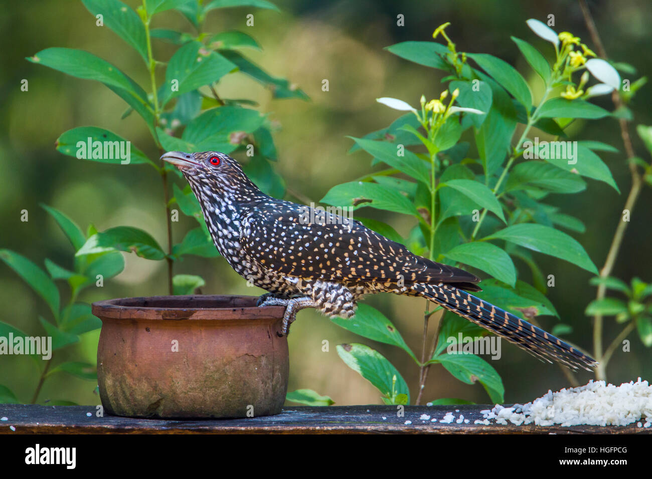 Asian koel in Minneriya national park, Sri Lanka ; specie Eudynamys ...
