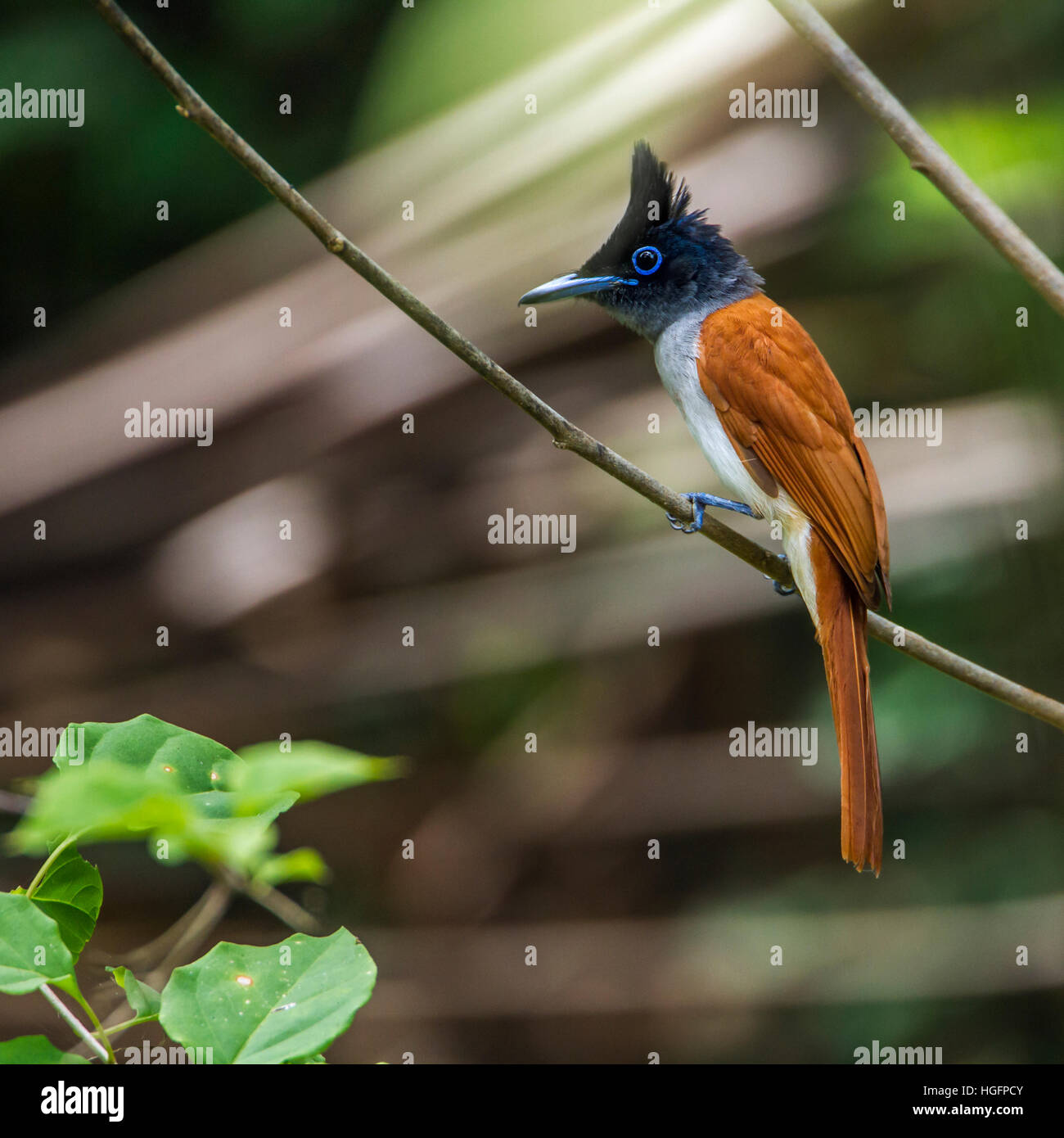 Paradise Flycatcher Stock Photos & Paradise Flycatcher Stock Images - Alamy
