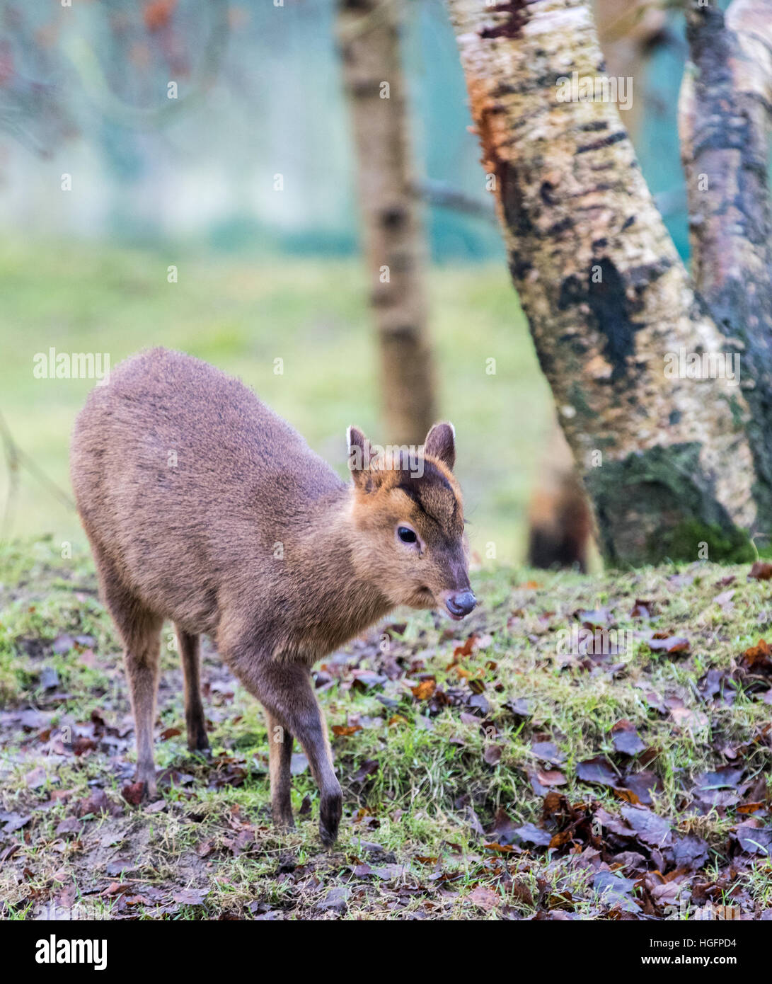 Muntjac deer grazing uk hi-res stock photography and images - Alamy