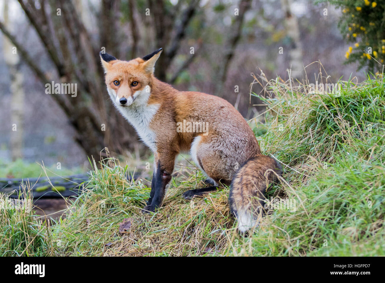 Red Fox. Side pose Looking at Camera Stock Photo - Alamy