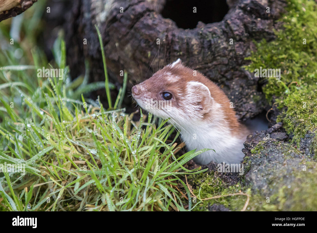 Ermine Or Stoat High Resolution Stock Photography and Images - Alamy