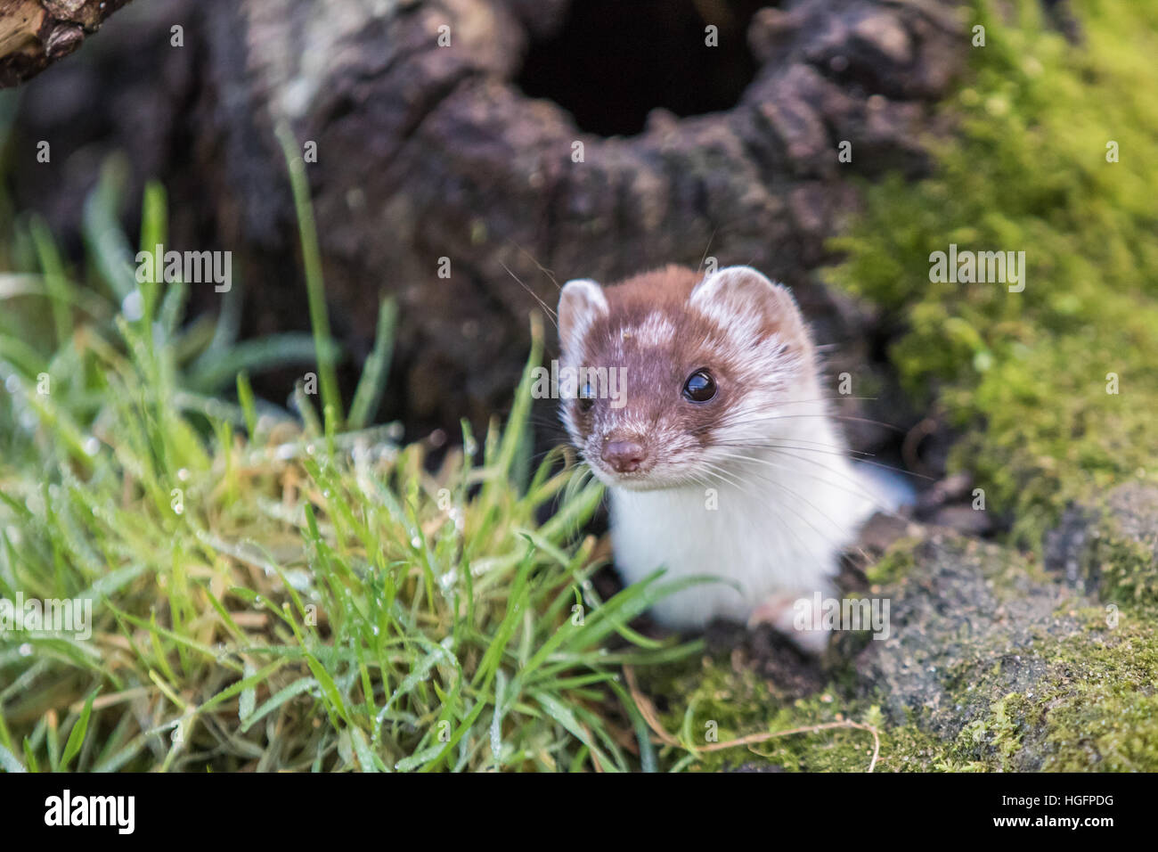 White stoat uk hi-res stock photography and images - Alamy