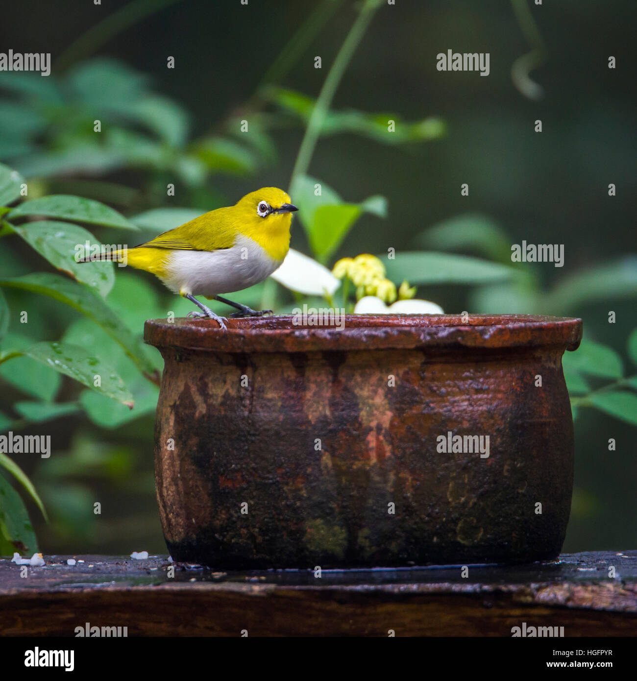 Oriental white-eye in Minneriya national park, Sri Lanka ; specie ...