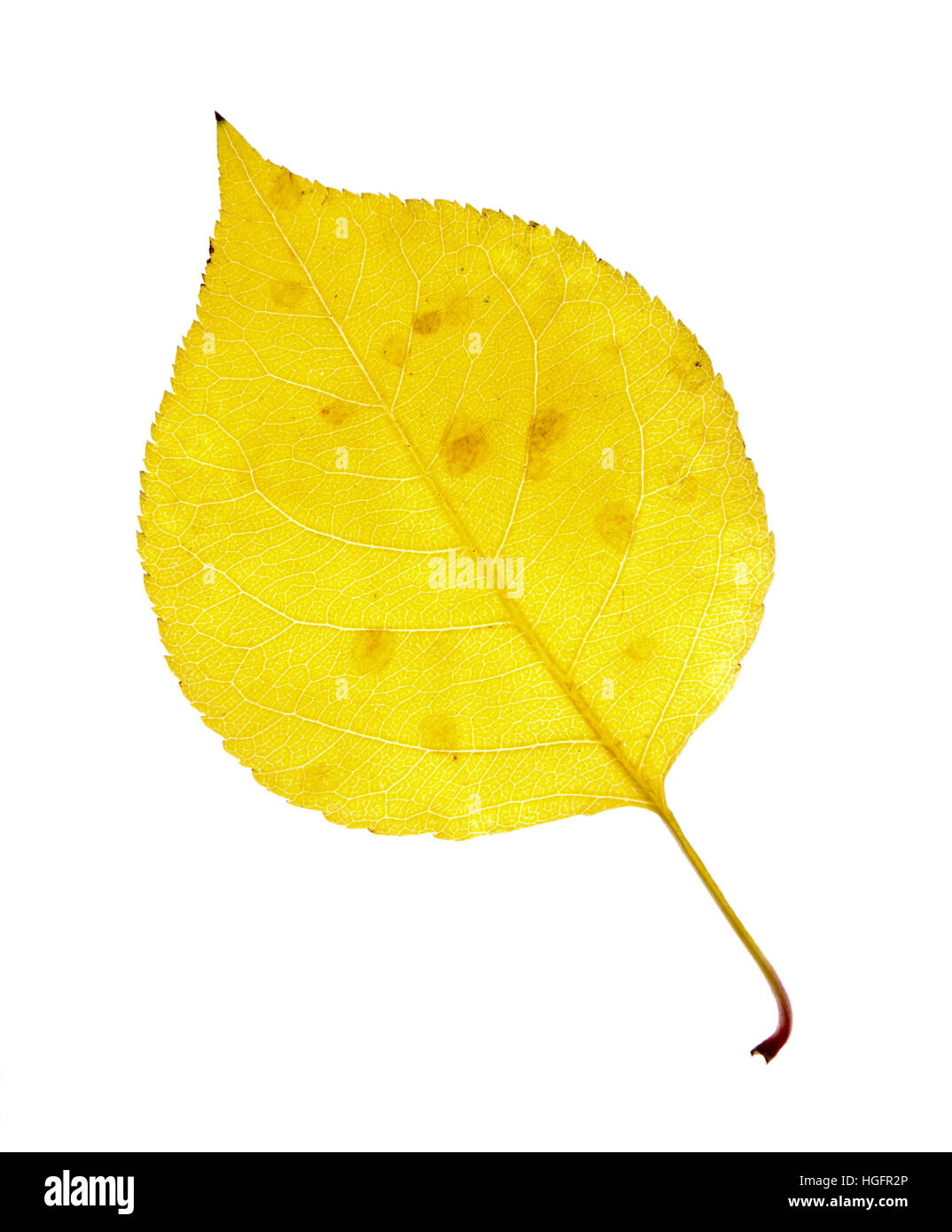 yellow autumn leaf isolated on a white Stock Photo - Alamy