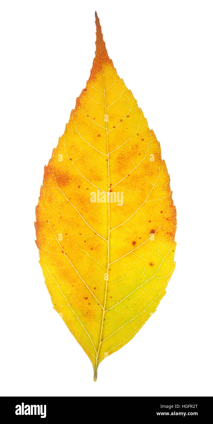yellow autumn leaf isolated on a white Stock Photo - Alamy