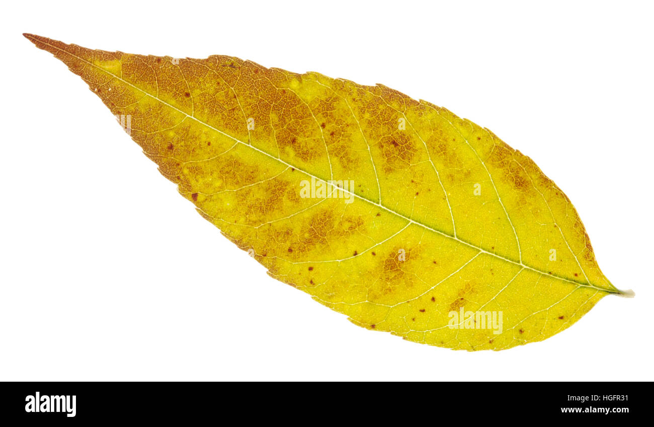 yellow autumn leaf isolated on a white Stock Photo - Alamy