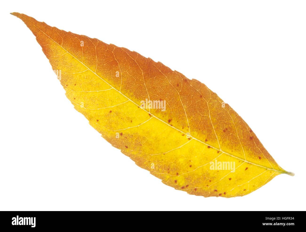 yellow autumn leaf isolated on a white Stock Photo - Alamy