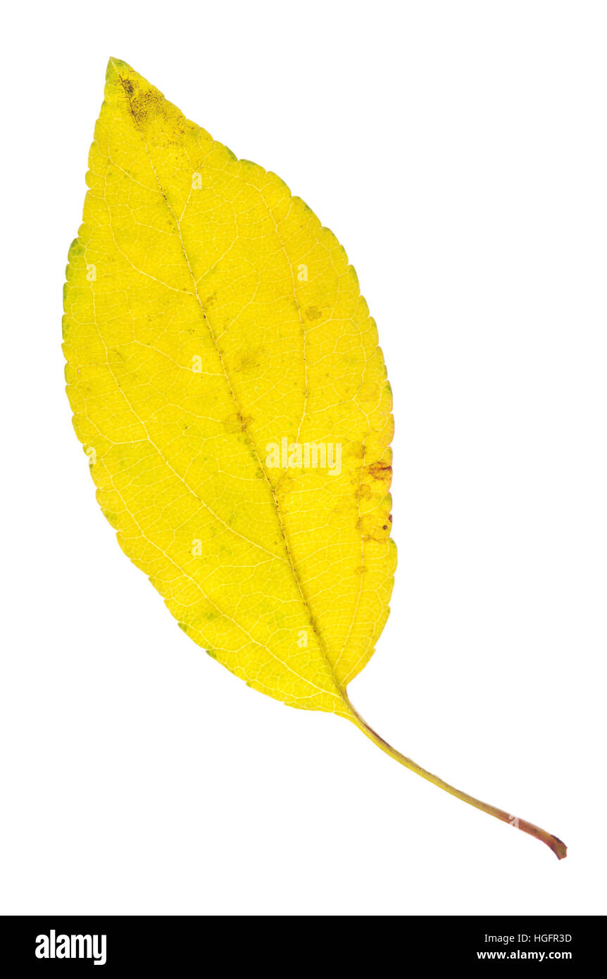 yellow autumn leaf isolated on a white Stock Photo - Alamy