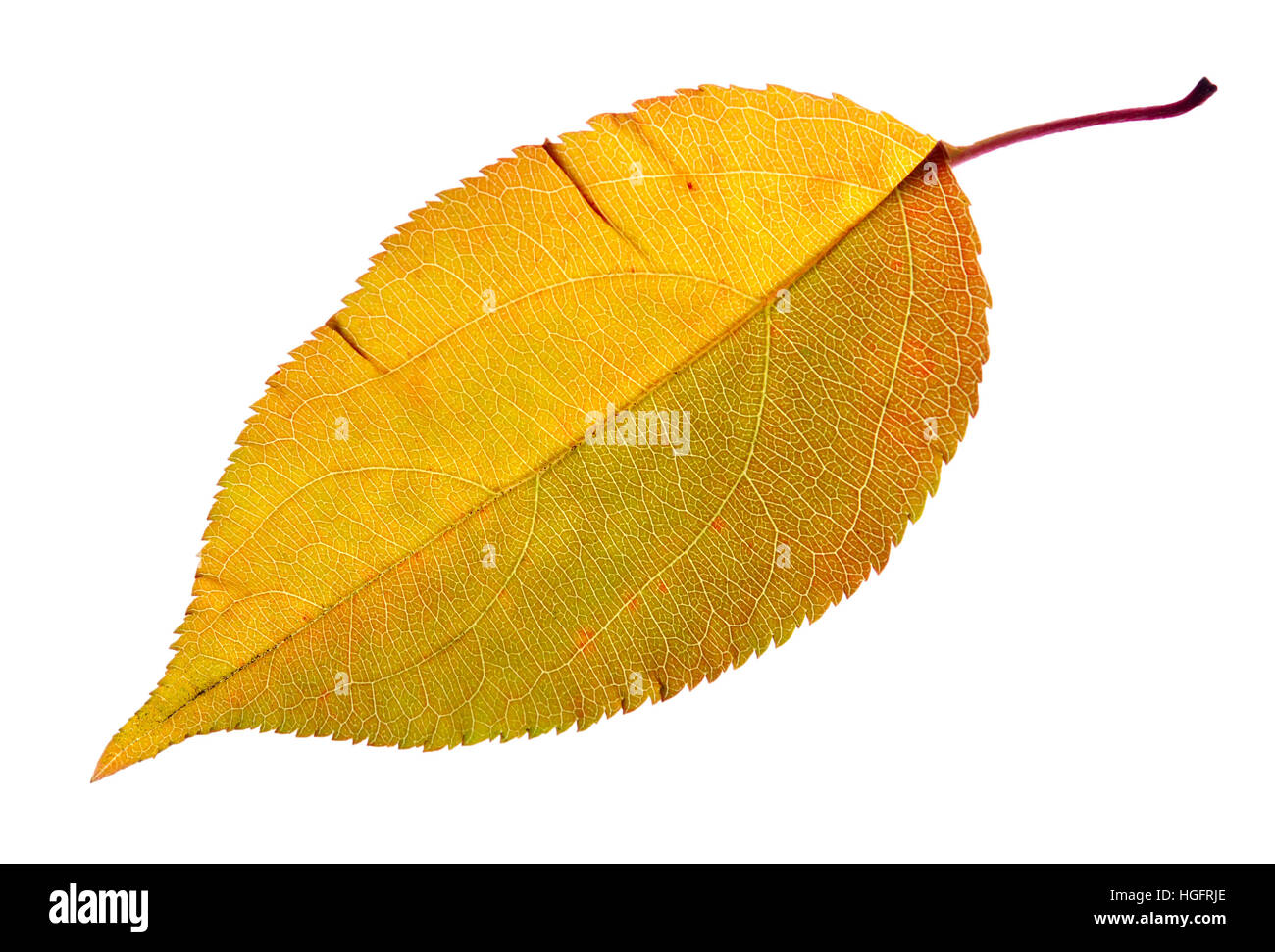 yellow autumn leaf isolated on a white Stock Photo - Alamy