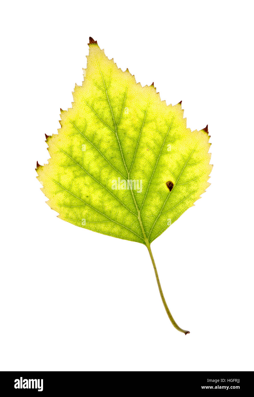 Single green yellow birch Cut Out Stock Images & Pictures - Alamy