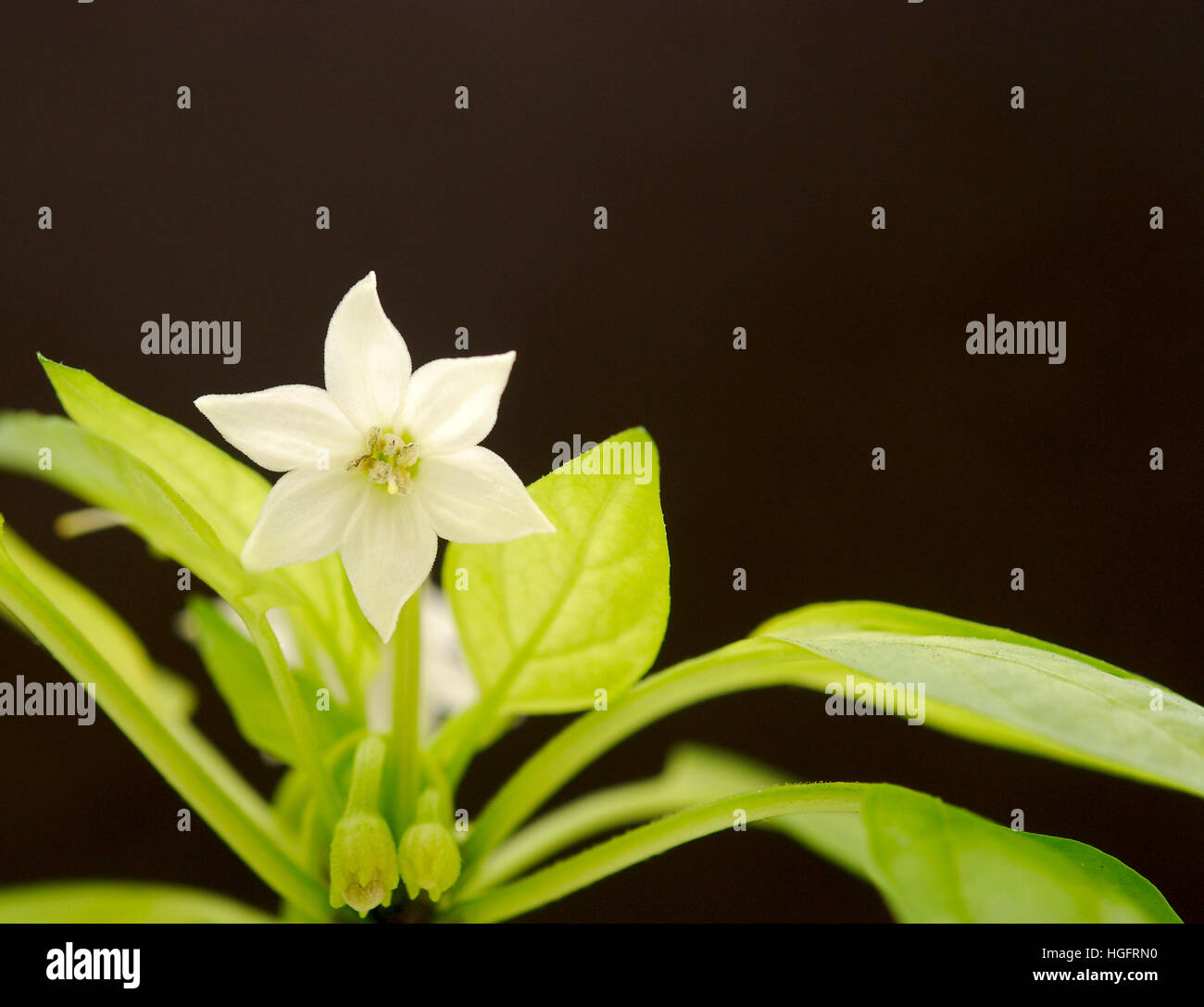 fine white flower close-up on black background Stock Photo - Alamy