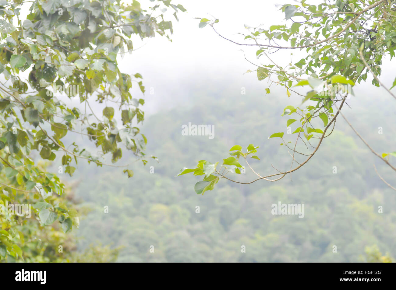 fog and fresh air on the mountain , nature background Stock Photo - Alamy