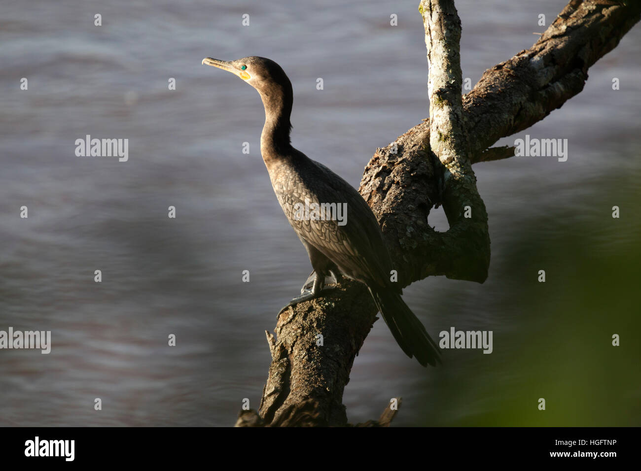Neotropic cormorant, Iguazu National Park, Misiones Province, The ...