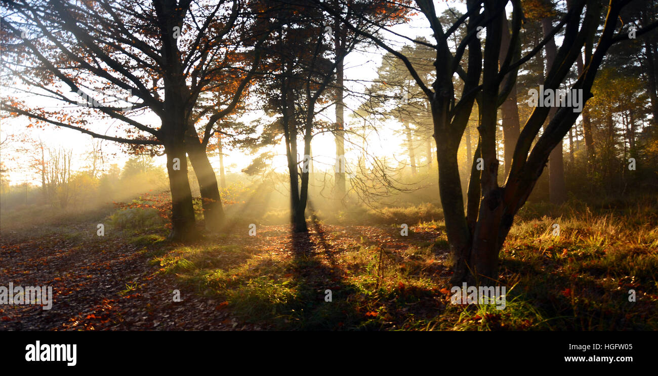 Dalby forest family hi-res stock photography and images - Alamy