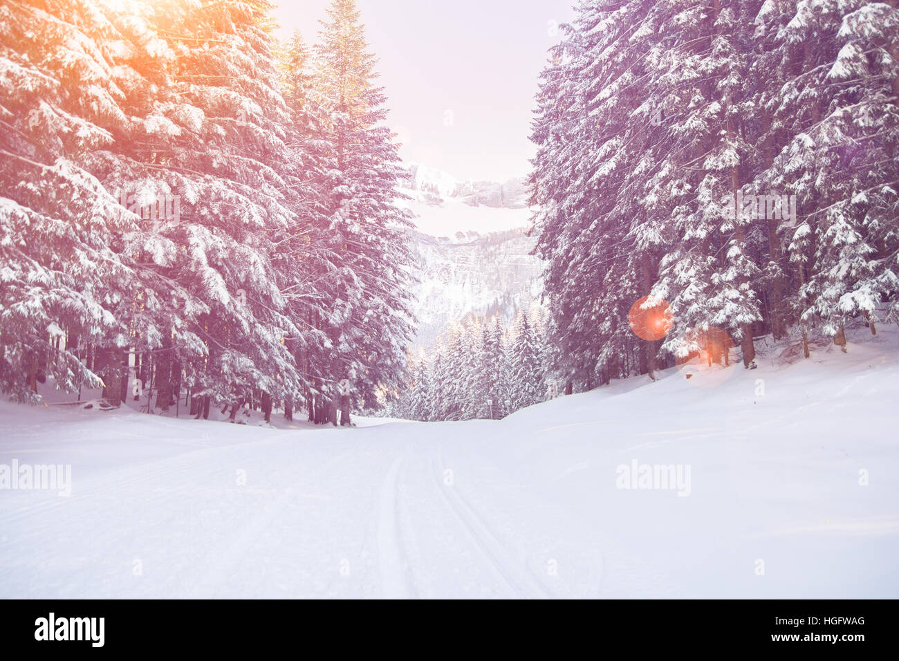 Forest landscape winter forest trees hi-res stock photography and ...