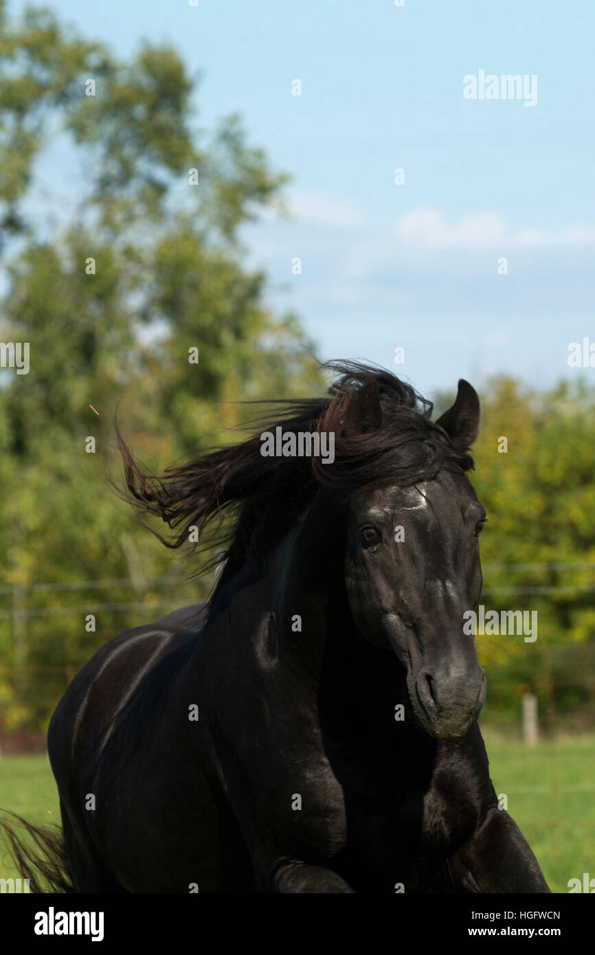 Canadian horse rare breed Ontario Canada animal Stock Photo - Alamy
