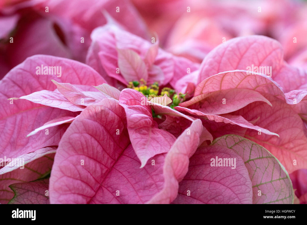 Euphorbia pulcherrima 'Santa Claus Pink' Stock Photo - Alamy