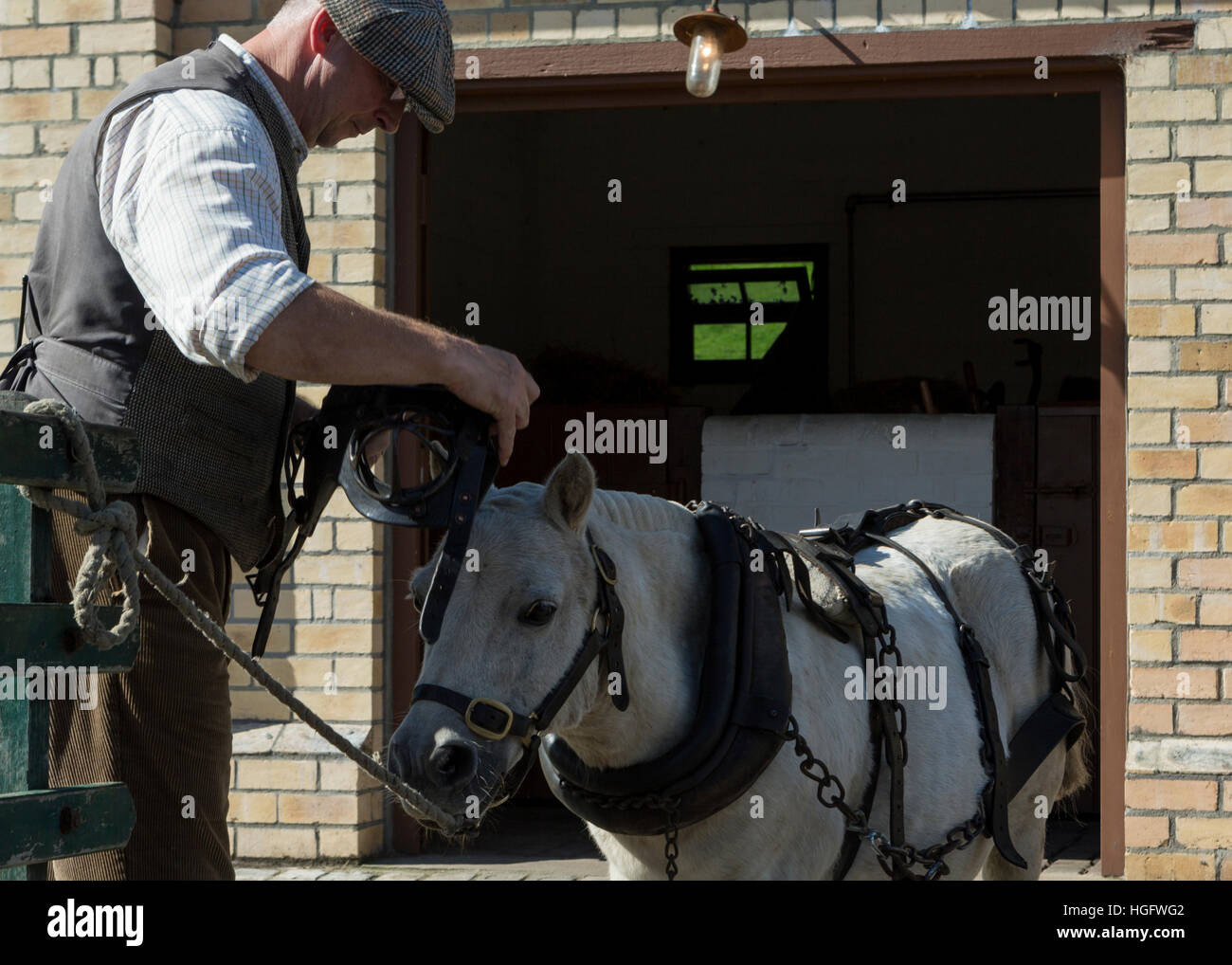 Shetland mining pony Beamish museum England UK U.K Stock Photo - Alamy