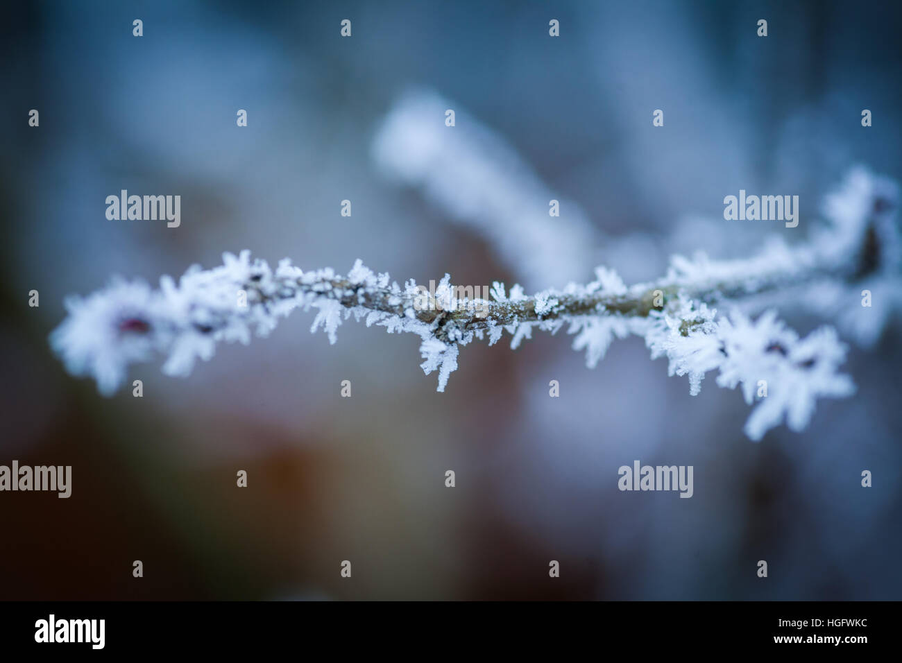 Close up image of a frozen tree branch Stock Photo - Alamy