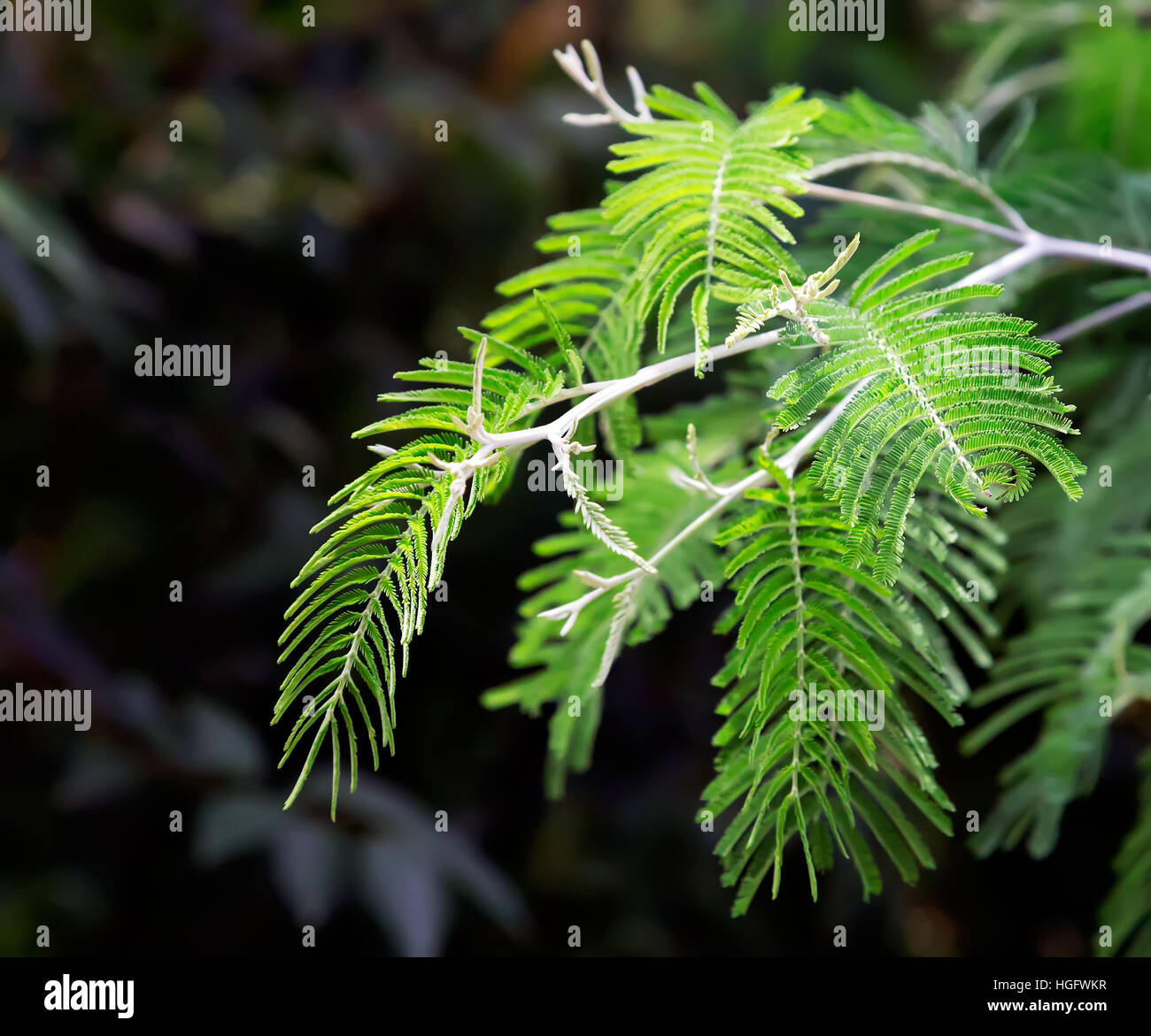 Green branch of Mimosa with a delicate leaves on a dark background ...