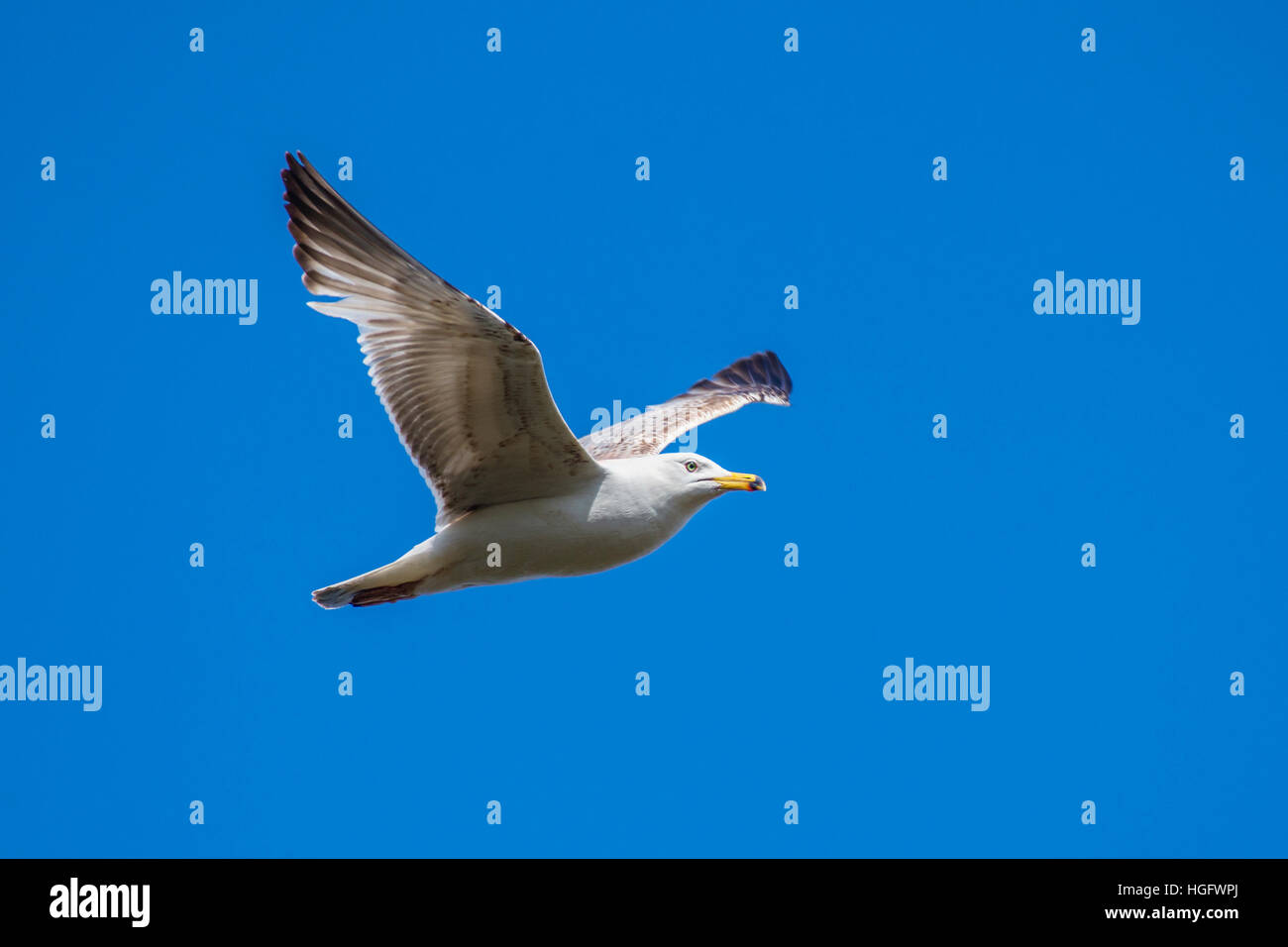 Free bird flying hi-res stock photography and images - Alamy