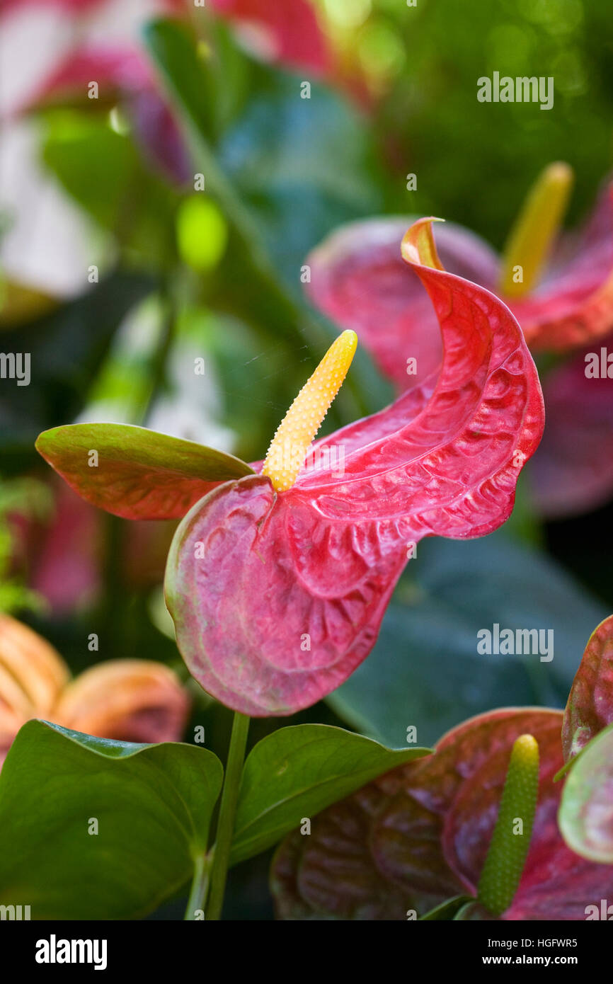 Colorful spathes hi-res stock photography and images - Alamy