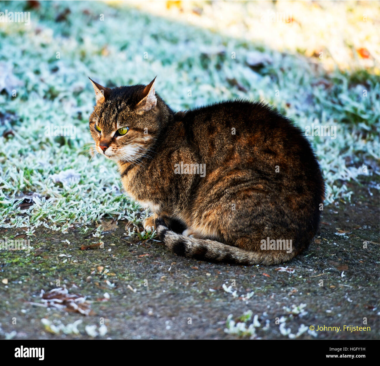A gray / brownish wild cat sitting on the ground while it was freezing ...