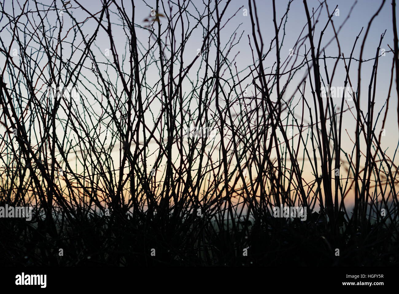 Winter hedge hi-res stock photography and images - Alamy