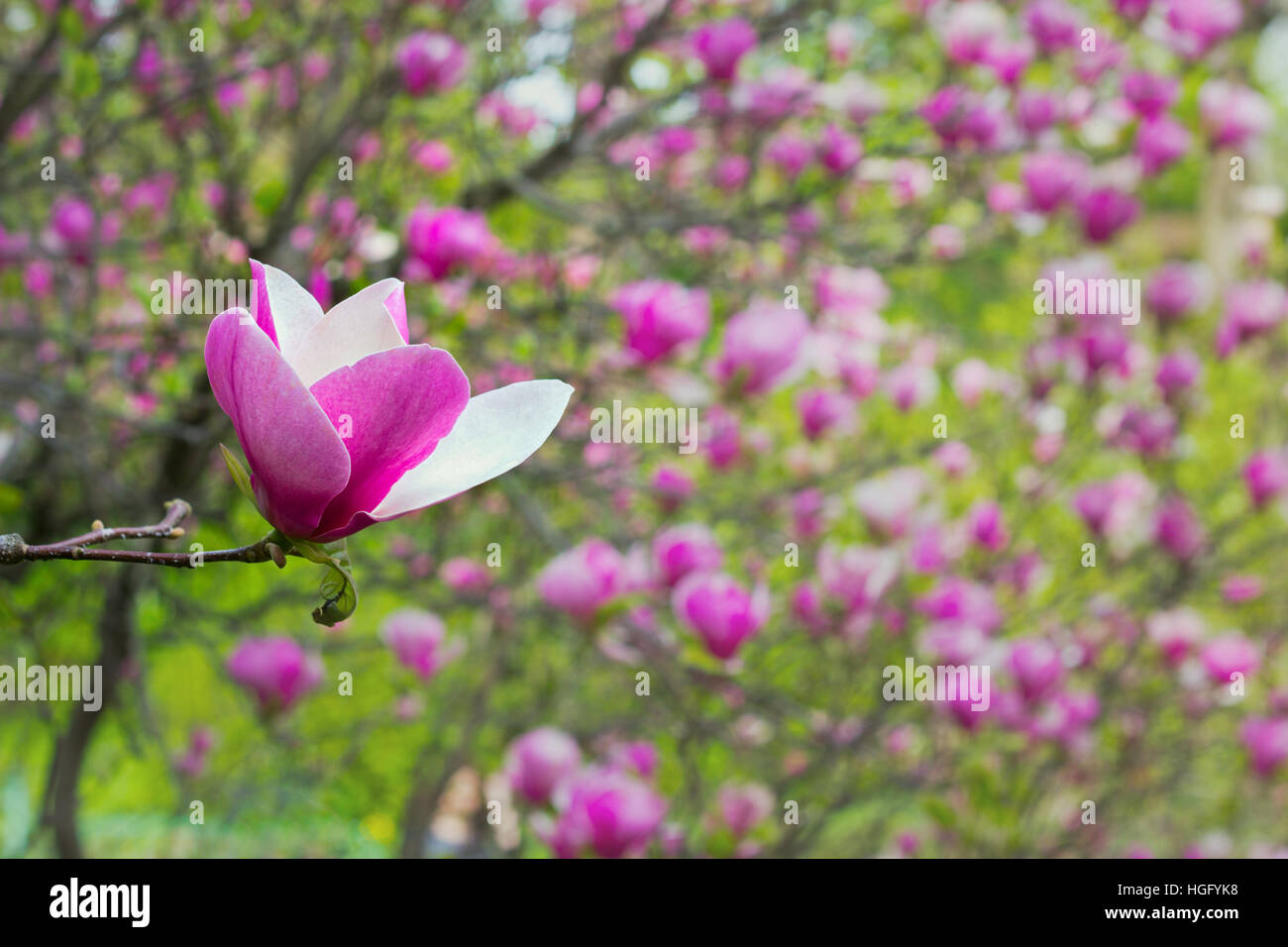 Magnolia tree at springtime hi-res stock photography and images - Alamy