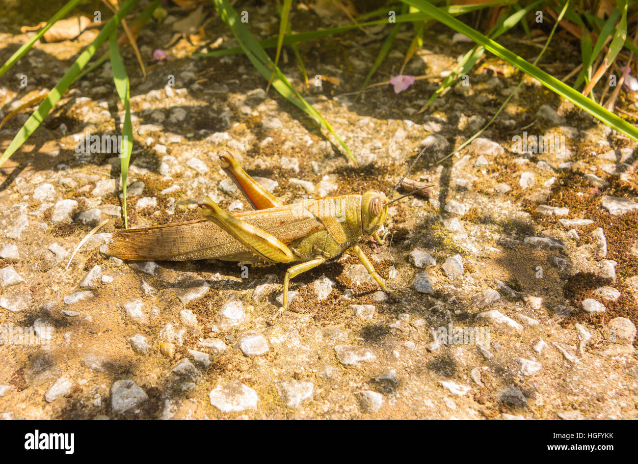 Egyptian Locust (Anacridium aegyptium) Portofino National Park Italy ...