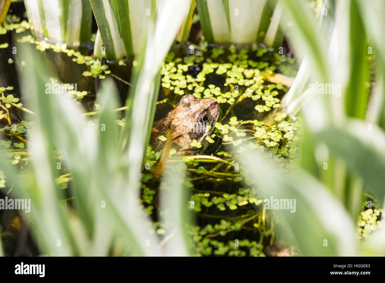 Common Frog in duckweed Stock Photo - Alamy