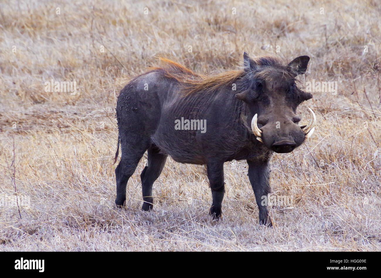 Central African Warthog High Resolution Stock Photography and Images ...