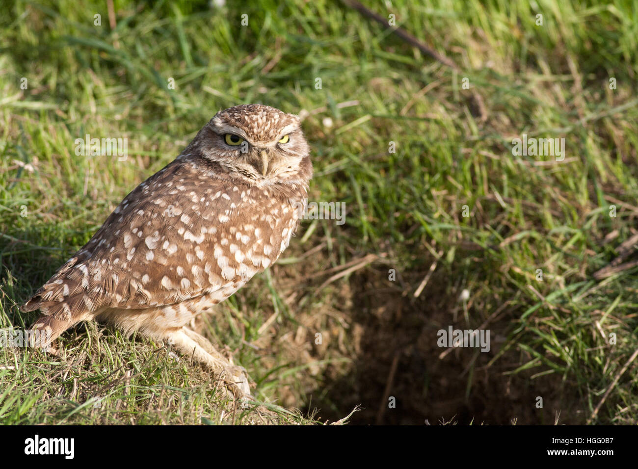 Burrowing Owl outside its den Stock Photo - Alamy